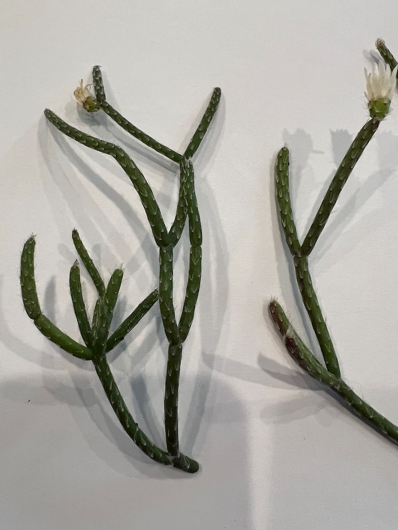 Rhipsalis Pilocarpa Cuttings, Rare Plant - Etsy
