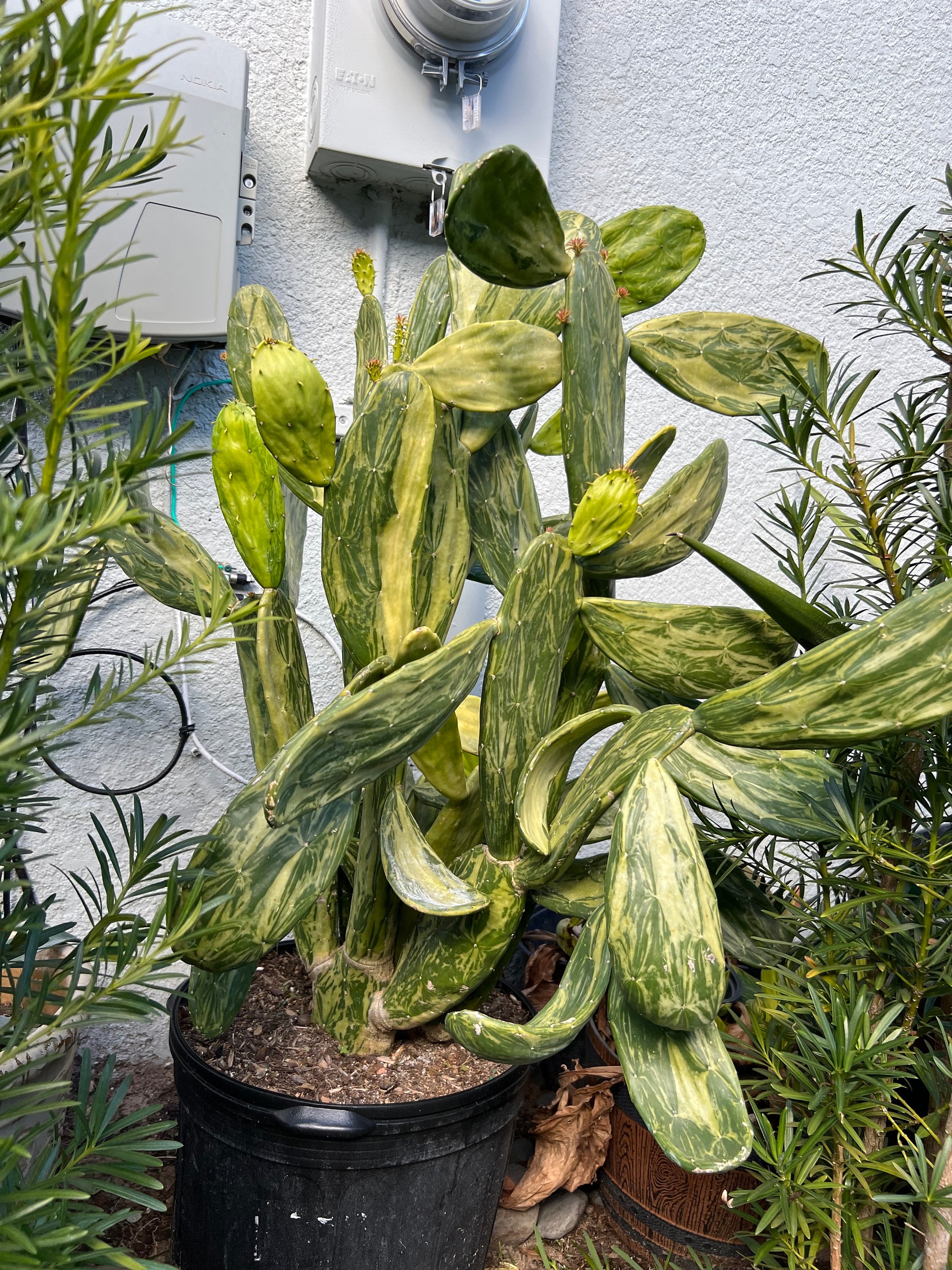 Variegated Prickly Pear Pads, Rare Plant - Etsy