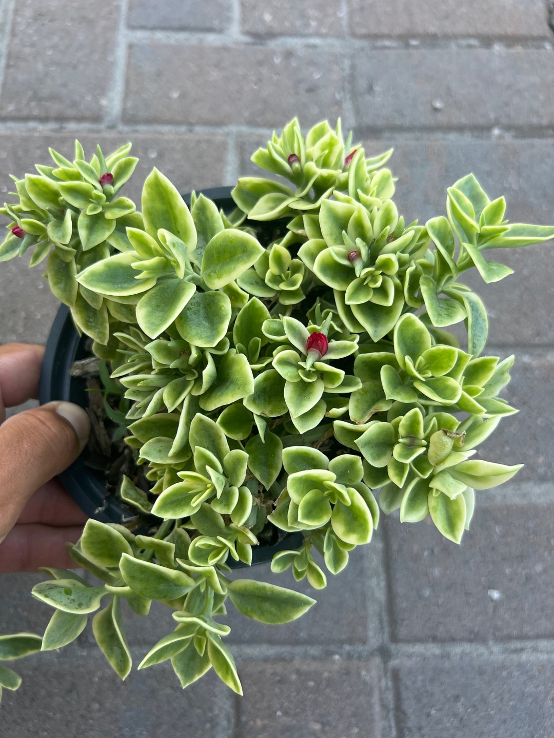 Variegated Baby Sun Rose 6 Inch Full Rare Plant - Etsy