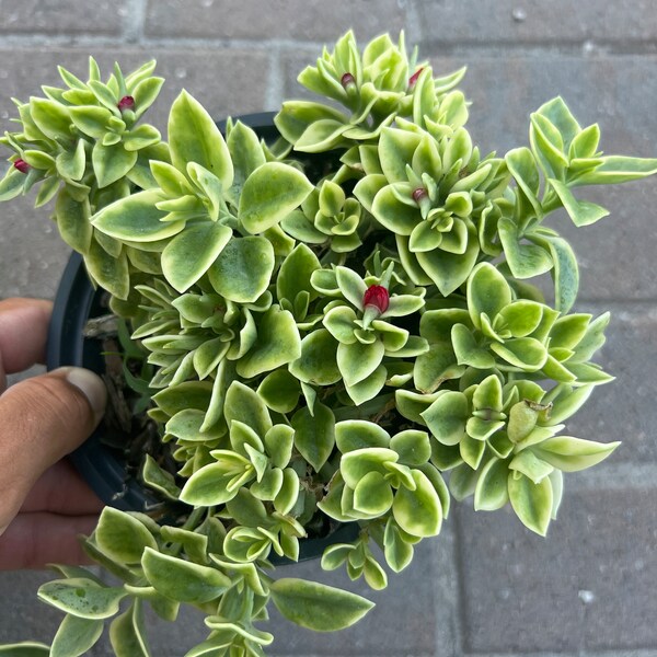 Baby Sun Rose Plant 6” Variegated - Etsy