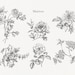 Toile Pattern, Png Vintage Floral Clipart, Fine Art Flower, Rose Line ...