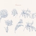 Blue Flower Poetry Eps Svg Png, Vintage Vector Plants, Botanical Ink ...