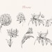 Flower Poetry Eps Svg Png, Vintage Vector Plants, Botanical Ink Hand ...