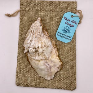 Anna Maria Island, Florida Oyster Shell Trinket Dish - Etsy