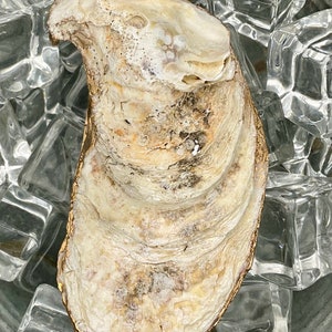 Charleston, South Carolina Nautical Map Oyster Shell Trinket Dish - Etsy