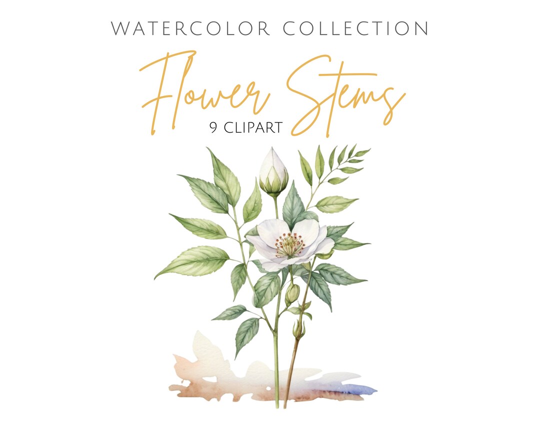 Flower Stems Clipart, Watercolor Flowers, Flowers Clipart, Floral ...