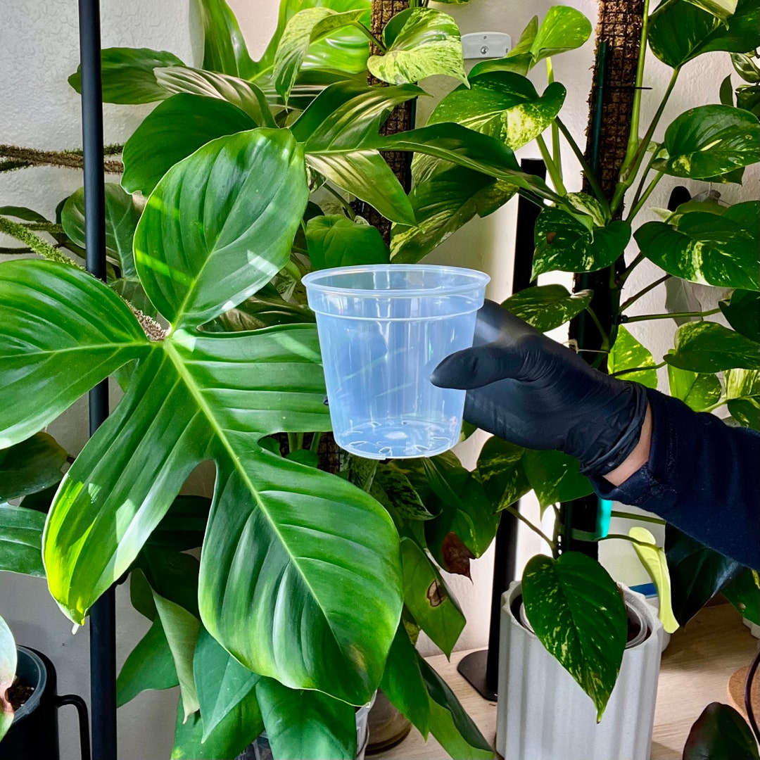 Plastic Transparent Plant Pot, Set of 5, 4", FREE SHIPPING - Etsy