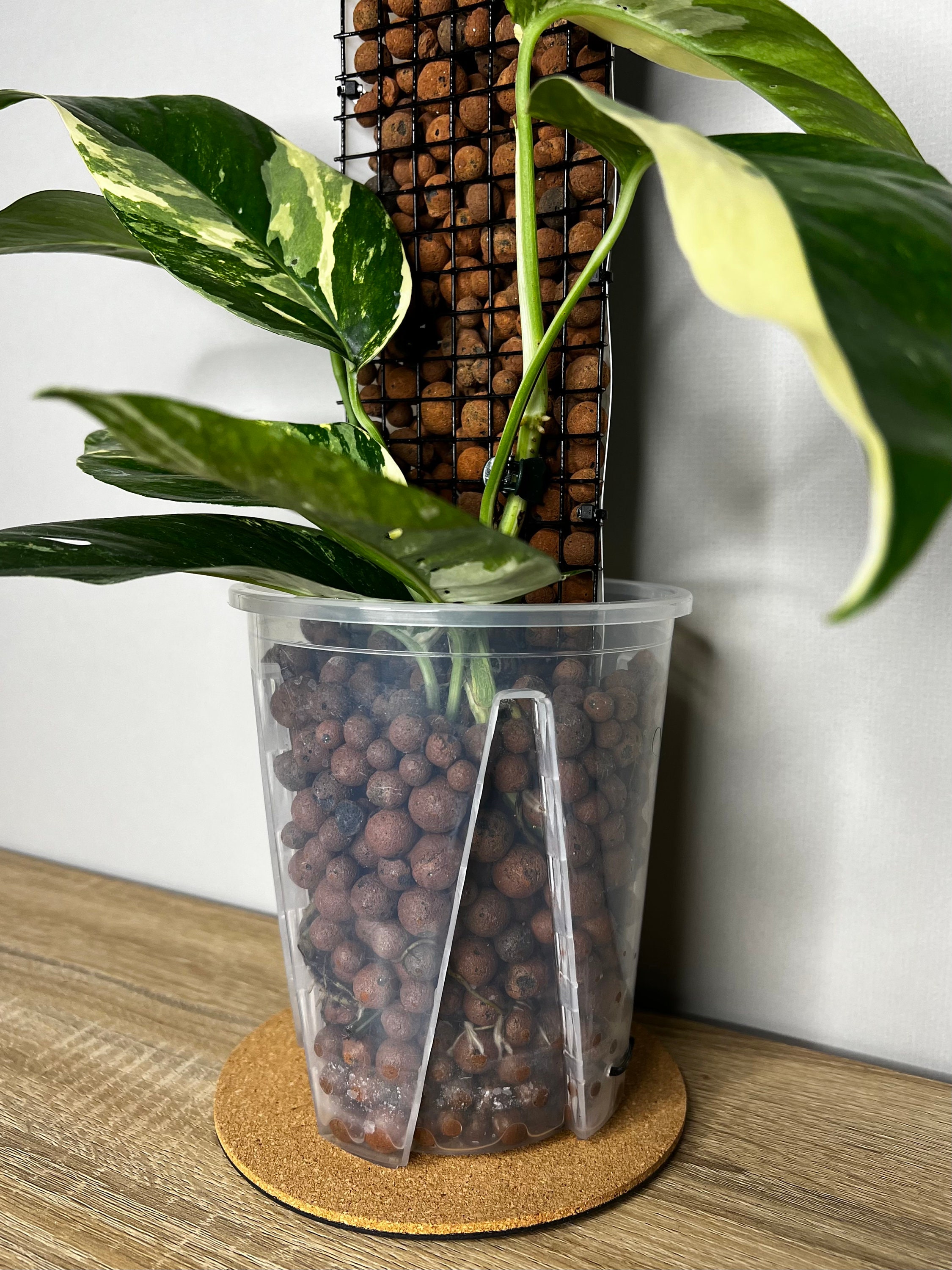 Thick Plastic Transparent Plant Pot Sets of 3 8 & 9.5 - Etsy