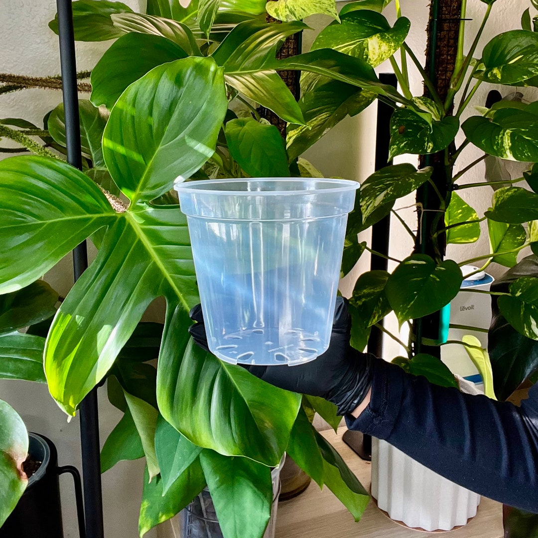 Plastic Transparent Plant Pot, Set of 5, 6", FREE SHIPPING - Etsy