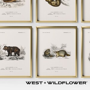 Forest Animal Print Set, Vintage Animals, Woodland Nursery Art Prints ...