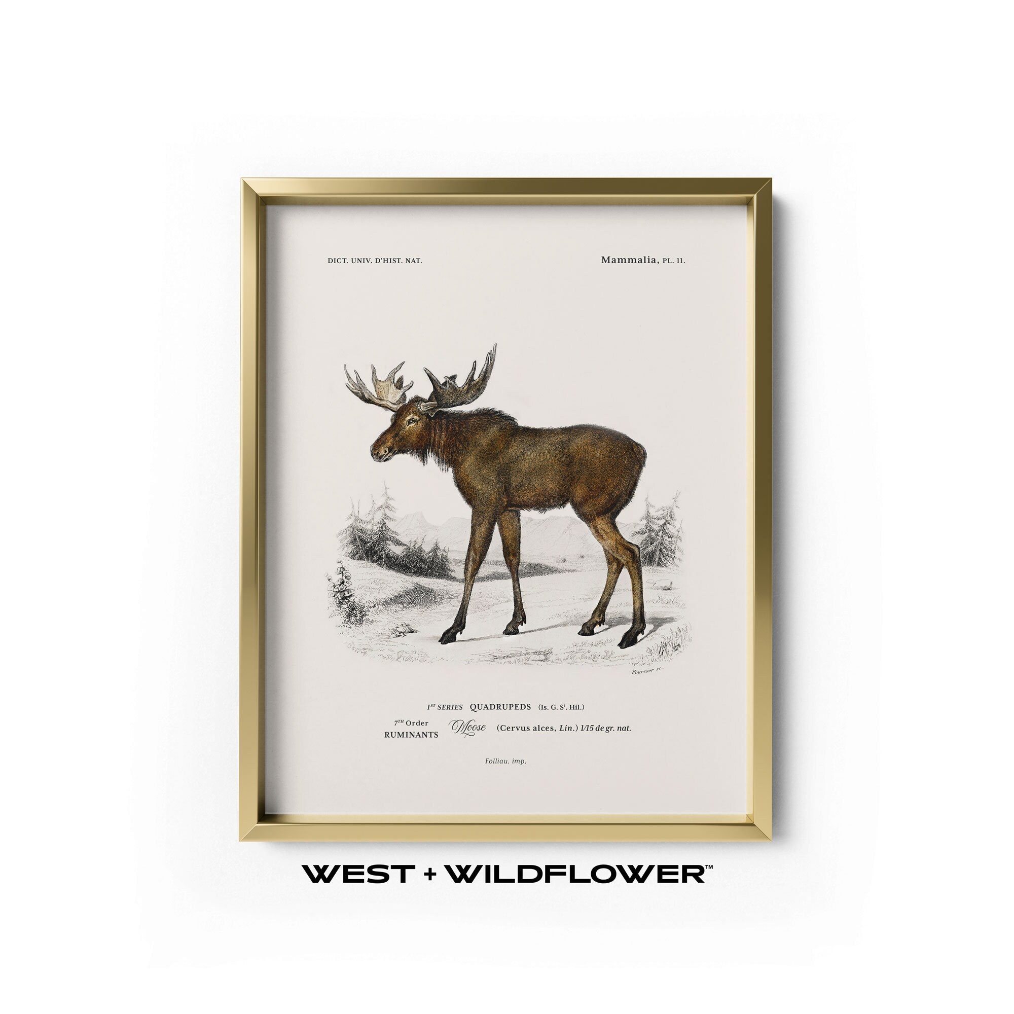 Forest Animal Print Set, Vintage Animals, Woodland Nursery Art Prints ...