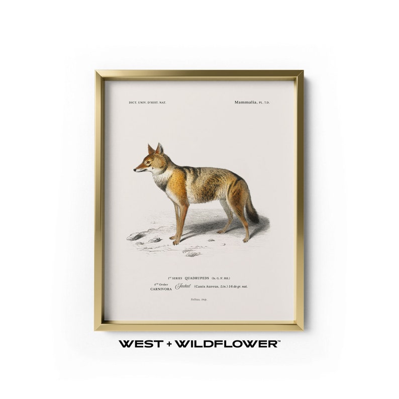 Forest Animal Print Set, Vintage Animals, Woodland Nursery Art Prints ...