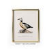 Vintage Duck Gallery Set of 6, Bird Wall Artwork, Bird Posters, Mallard ...