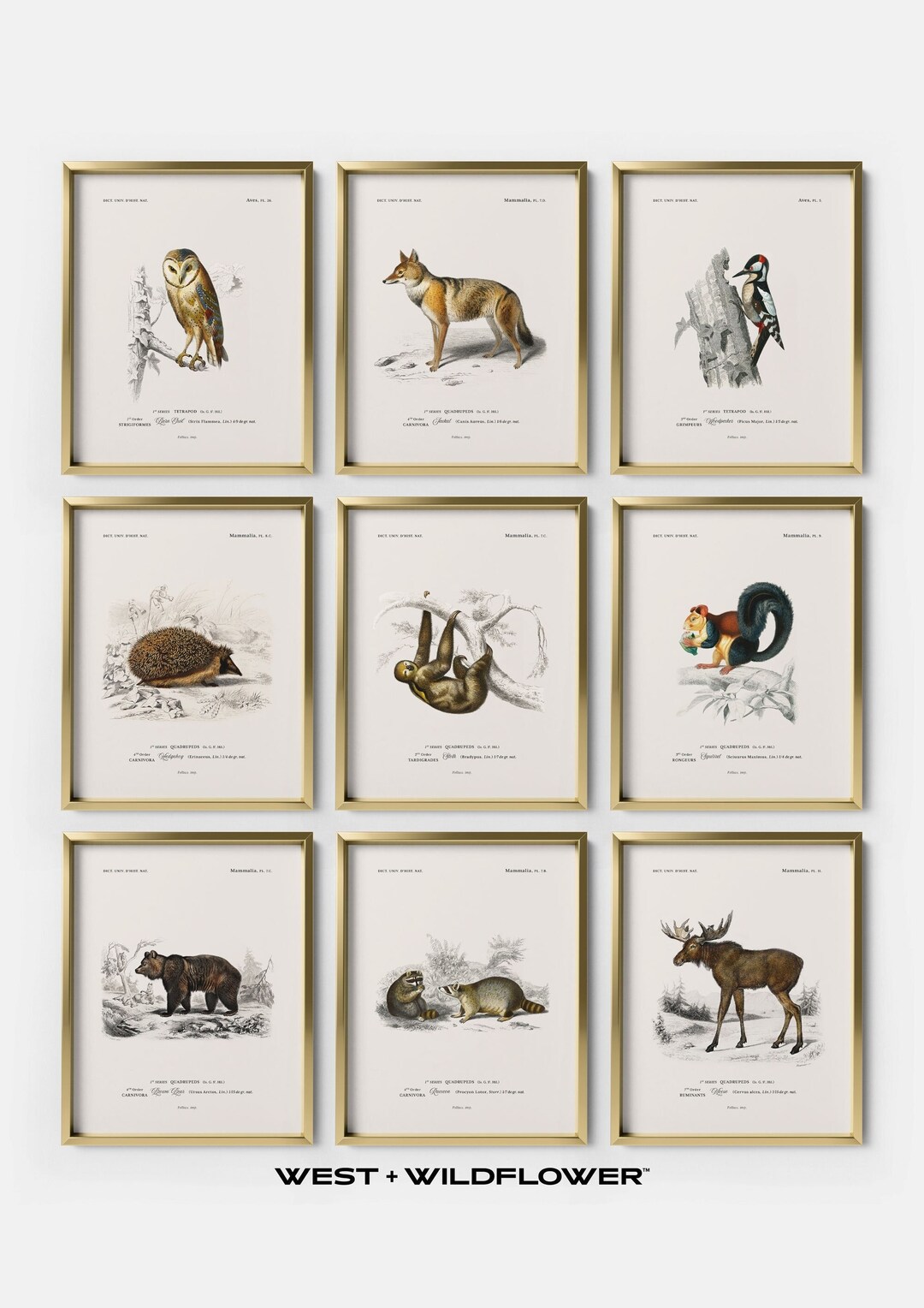 Forest Animal Print Set, Vintage Animals, Woodland Nursery Art Prints ...