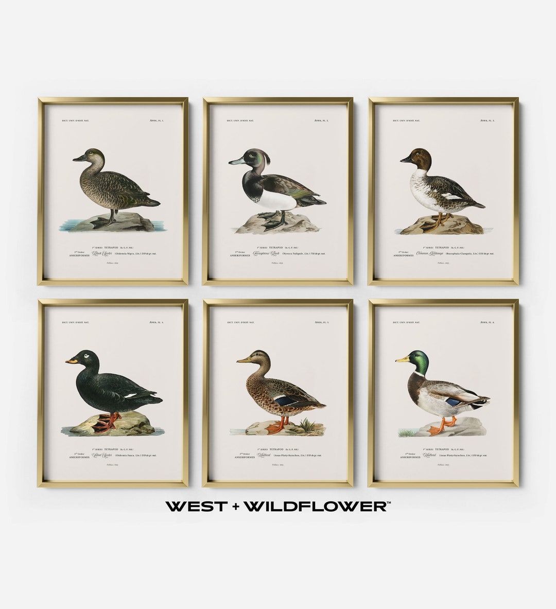 Vintage Duck Gallery Set of 6, Bird Wall Artwork, Bird Posters, Mallard ...