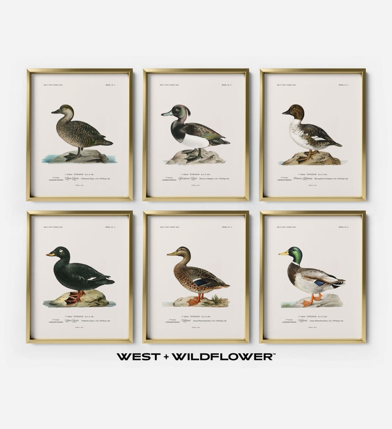 Vintage Duck Gallery Set of 6, Bird Wall Artwork, Bird Posters, Mallard ...