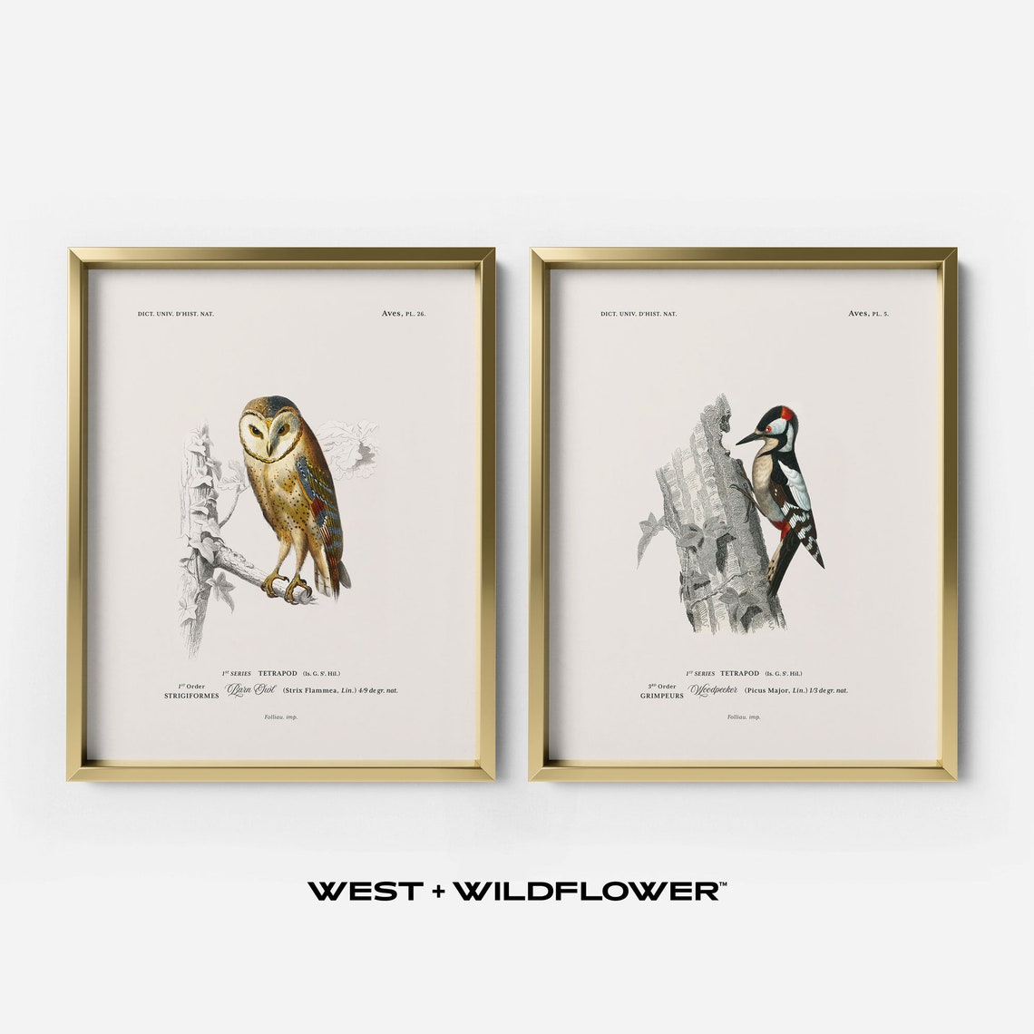 Forest Animal Print Set, Vintage Animals, Woodland Nursery Art Prints ...