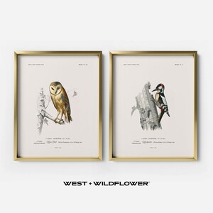 Forest Animal Print Set, Vintage Animals, Woodland Nursery Art Prints ...