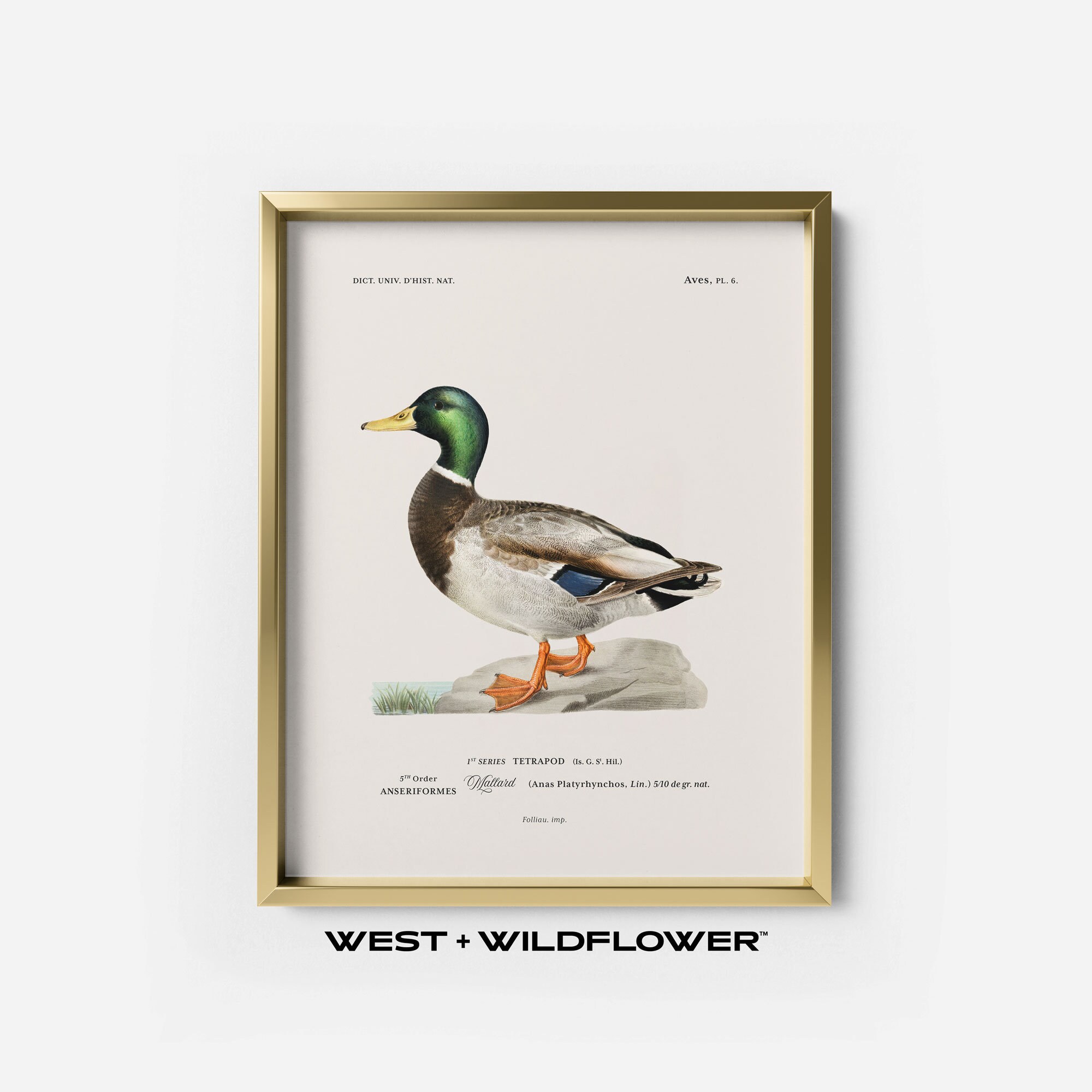 Vintage Duck Gallery Set of 6, Bird Wall Artwork, Bird Posters, Mallard ...
