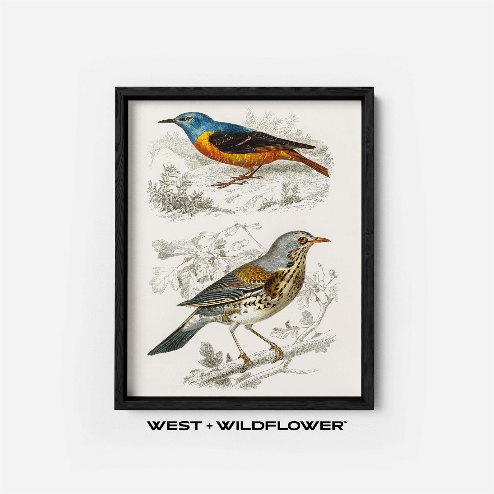 Two Bird Animal Illustrations, Printable Digital Download, Downloadable ...