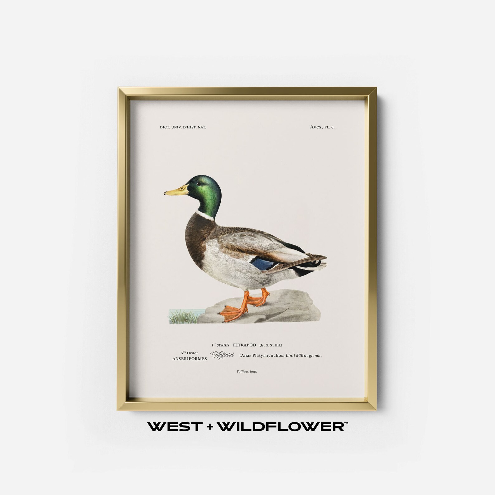 Vintage Duck Gallery Set of 6, Bird Wall Artwork, Bird Posters, Mallard ...
