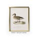 Vintage Duck Gallery Set of 6, Bird Wall Artwork, Bird Posters, Mallard ...