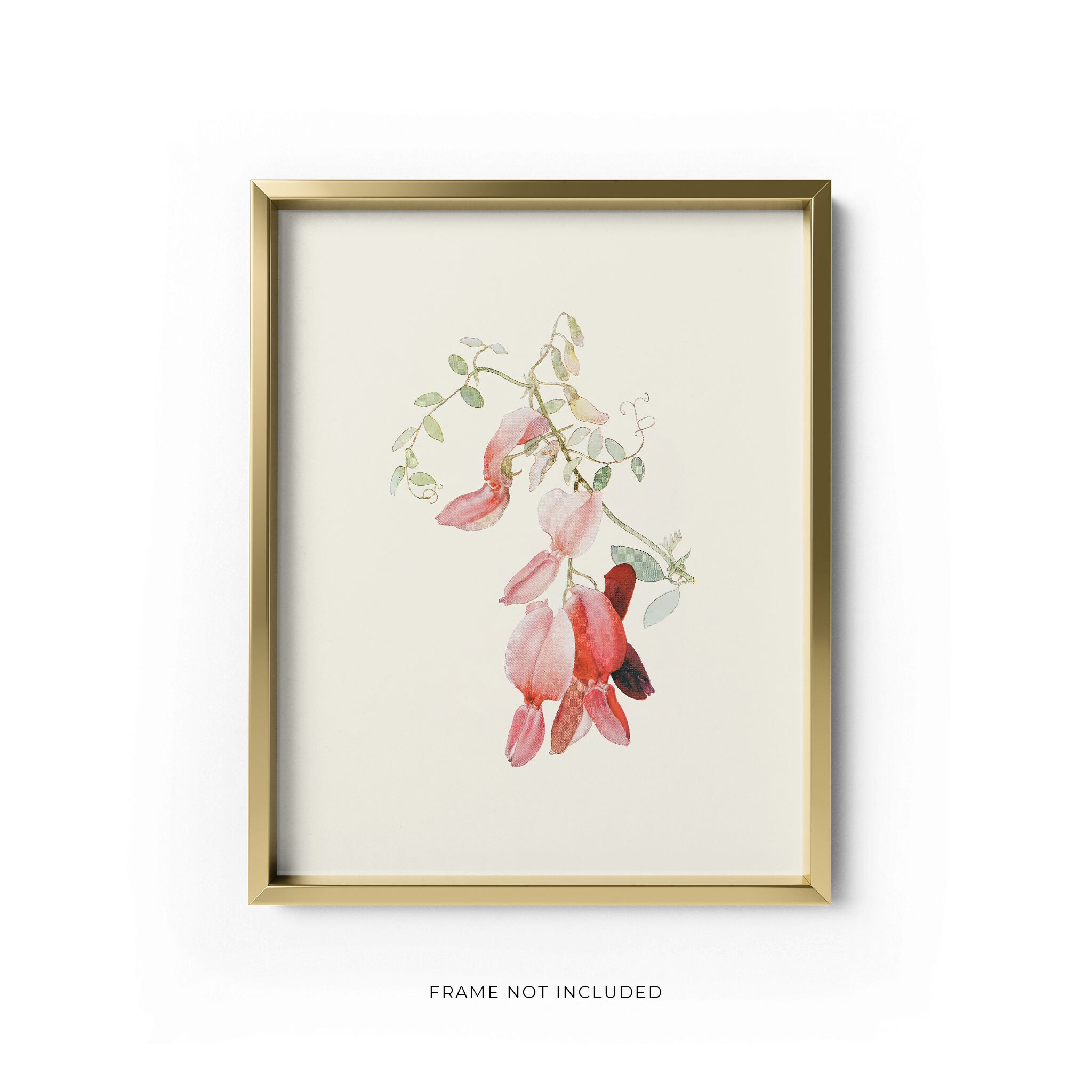 Collection of Vintage Botanical Prints, Set of 9 Antique Watercolor ...
