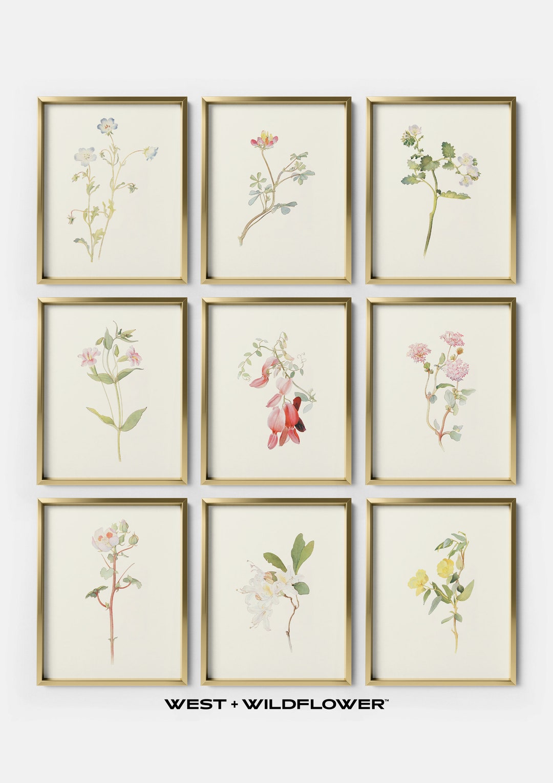 Collection of Vintage Botanical Prints, Set of 9 Antique Watercolor ...
