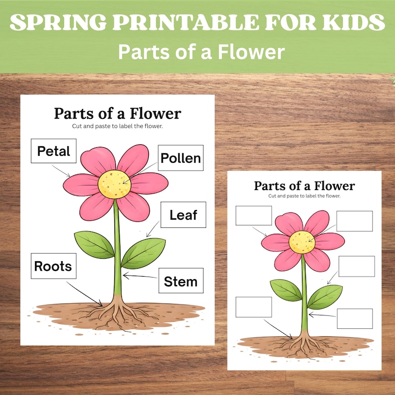 Parts of a Flower Craft Worksheet, Spring Science Activity, Montessori ...