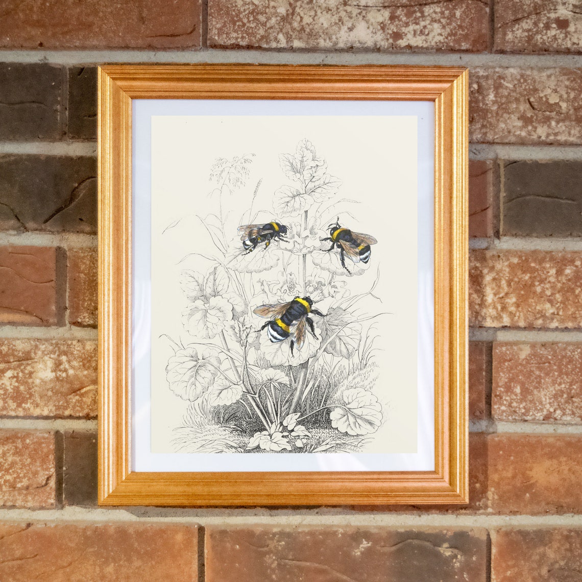 Bumblebee Naturalist Drawing 1840 Animal Drawing Rustic - Etsy