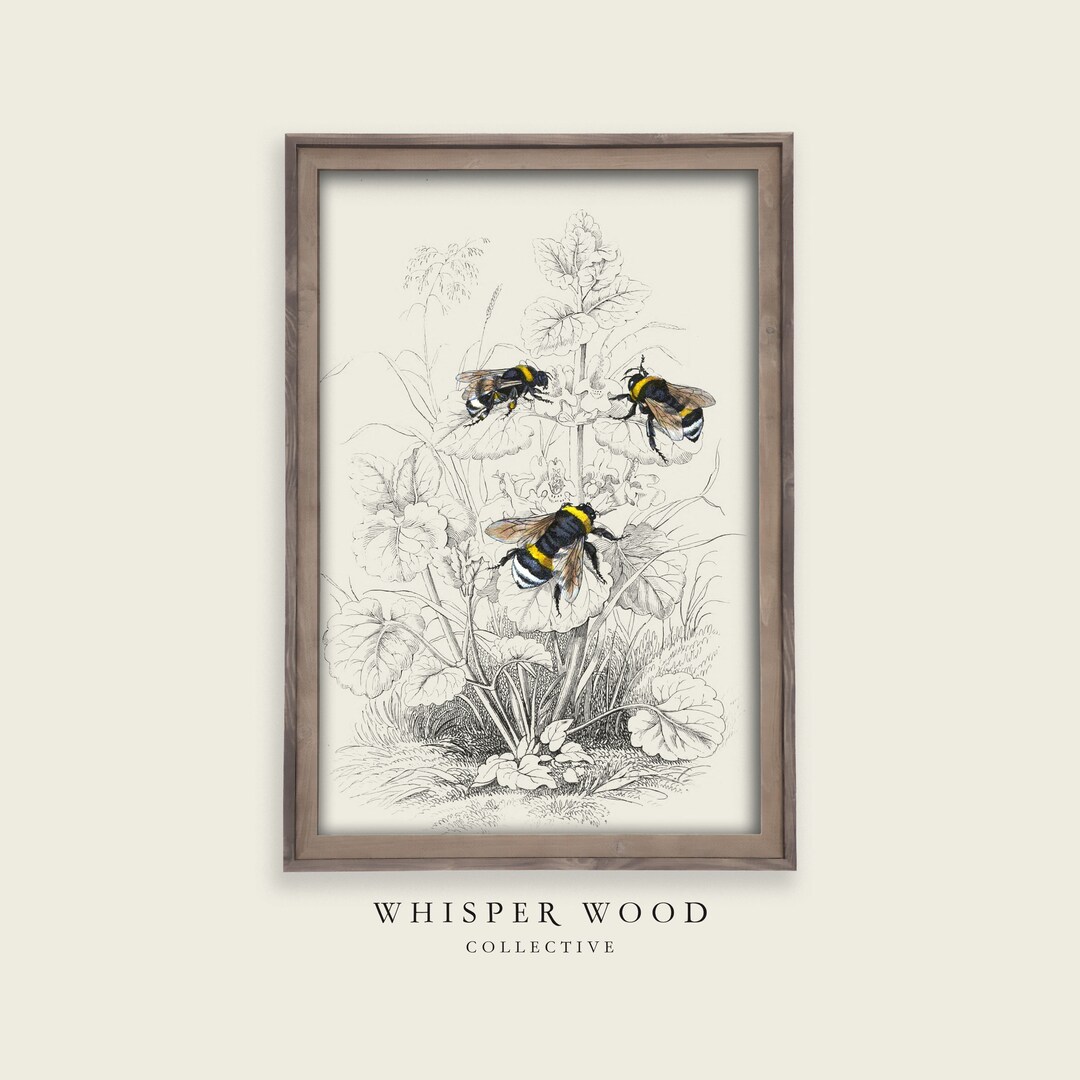 Bumblebee Naturalist Drawing | 1840 Animal Drawing | Rustic Country ...