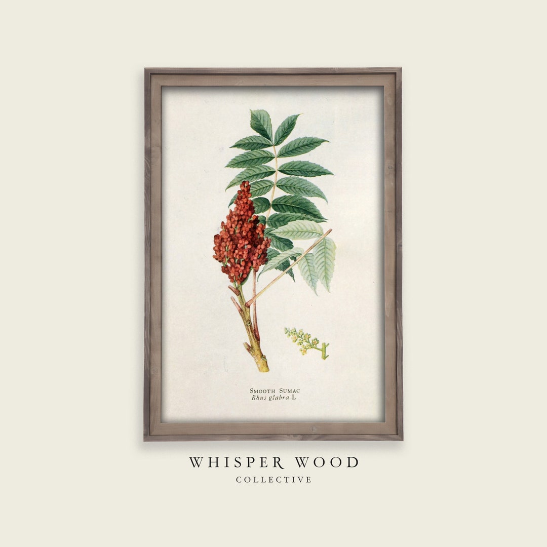 Smooth Sumac Antique Botanical Print | Vintage Berry Painting | Rustic ...