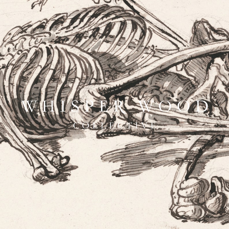 Skeleton Vintage Drawing 1800s Anatomical Naturalist Illustration ...
