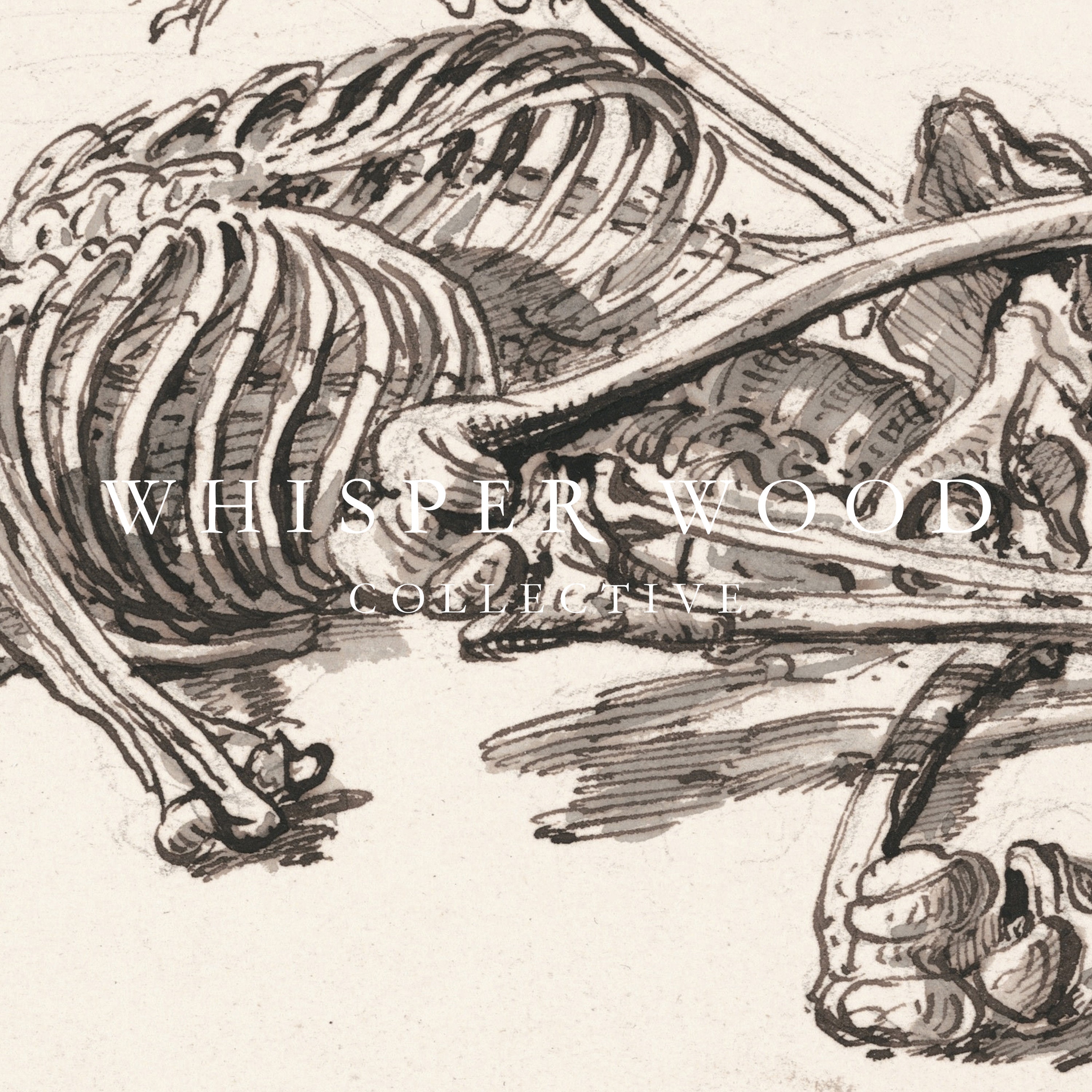 Skeleton Vintage Drawing | 1800s | Anatomical Naturalist Illustration ...