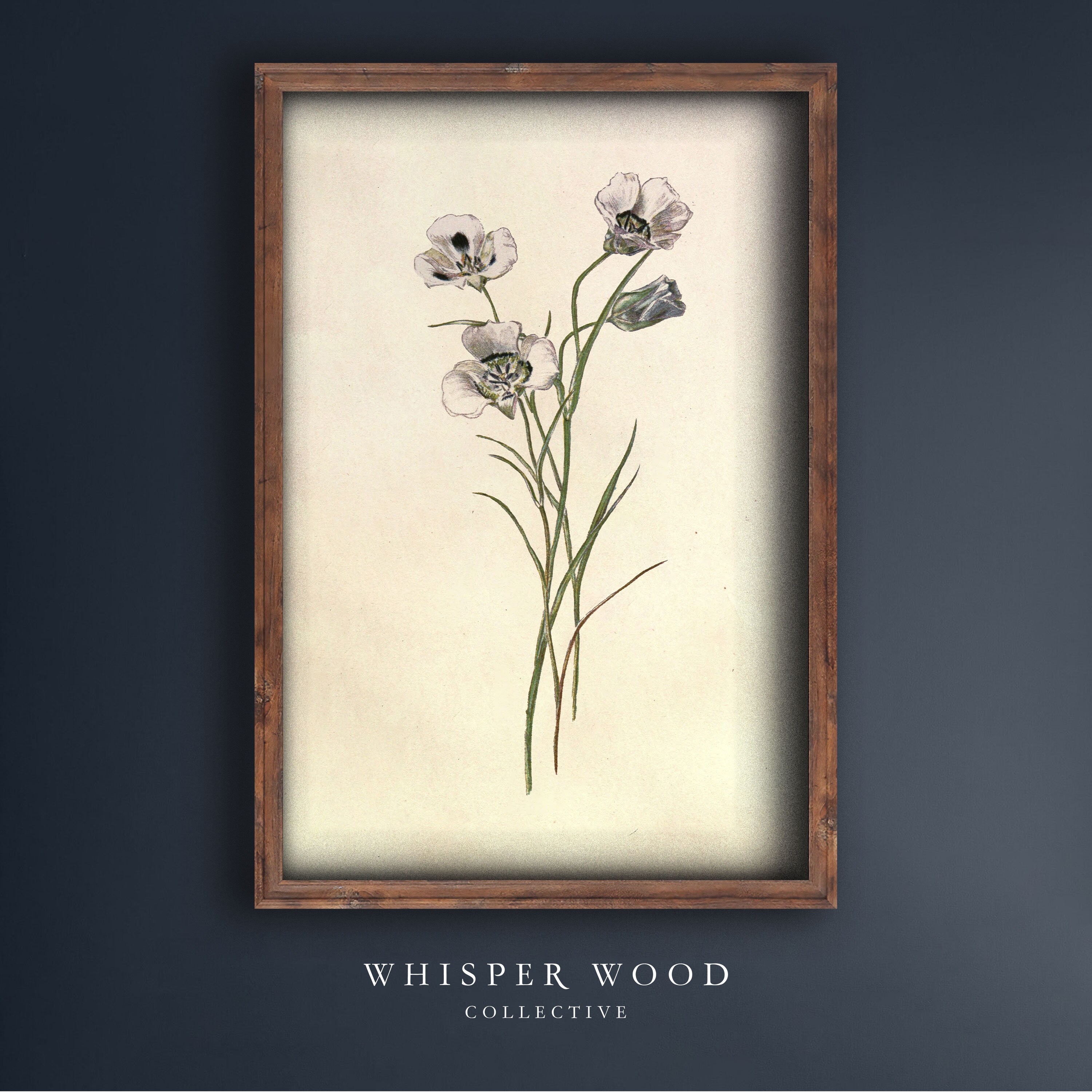 Sego Lily Botanical Drawing | 1906 Botanical Illustration | Mariposa ...