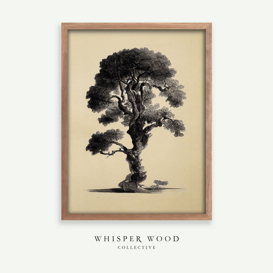 Tree Drawing 1800s Style Botanical Drawing Warm Rustic Country Decor ...