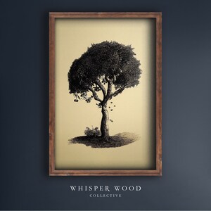 Tree Illustration Print Set | Vintage-style Illustration | Digital Wall ...