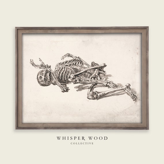 Skeleton Vintage Drawing 1800s Anatomical Naturalist - Etsy