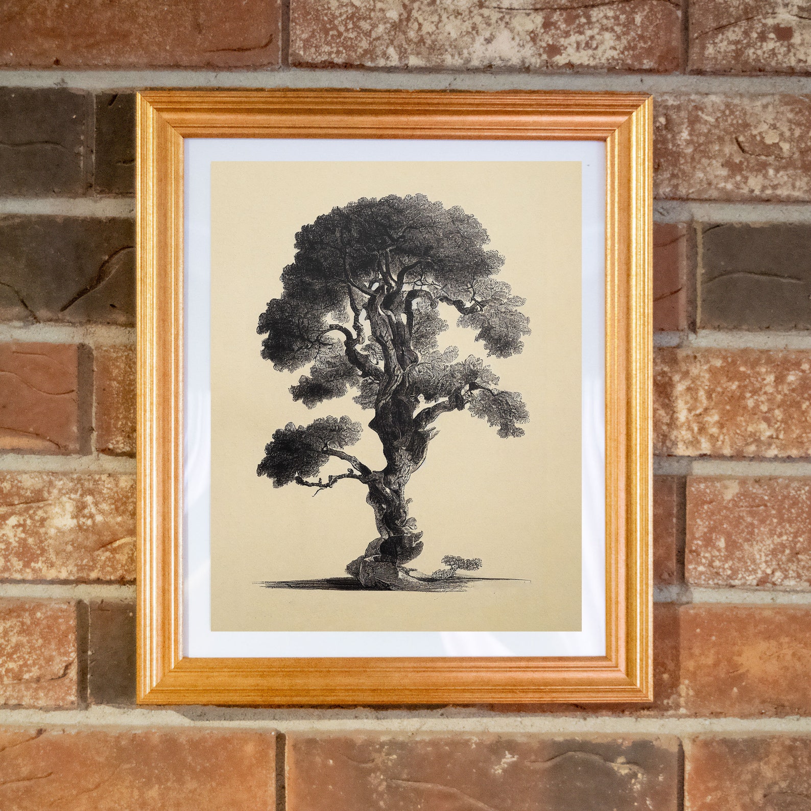 Tree Drawing 1800s Style Botanical Drawing Warm Rustic Country Decor ...