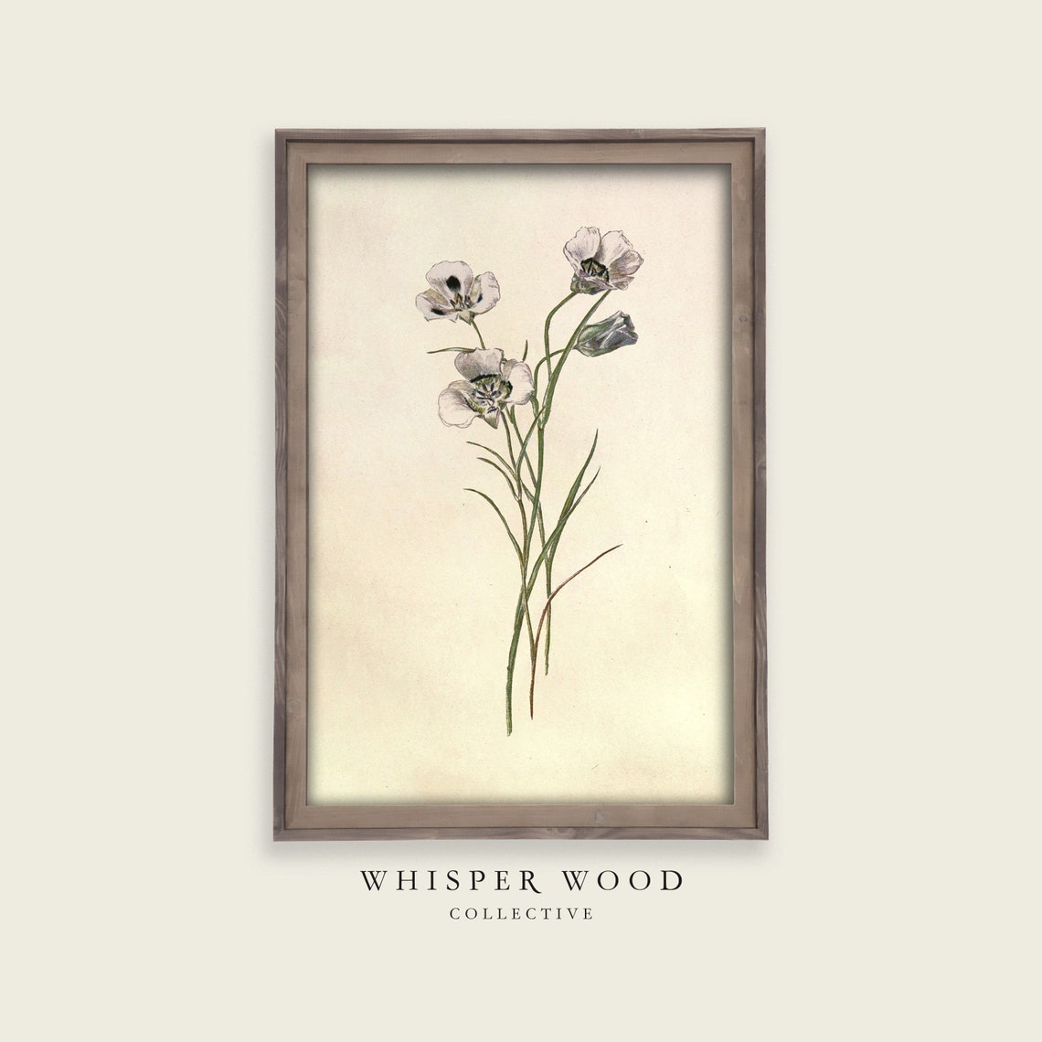 Sego Lily Botanical Drawing | 1906 Botanical Illustration | Mariposa ...