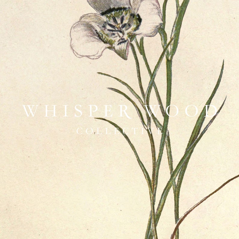 Sego Lily Botanical Drawing | 1906 Botanical Illustration | Mariposa ...