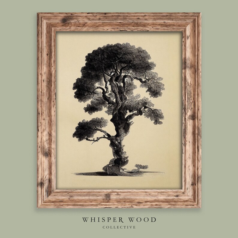 Tree Drawing 1800s Style Botanical Drawing Warm Rustic Country Decor ...