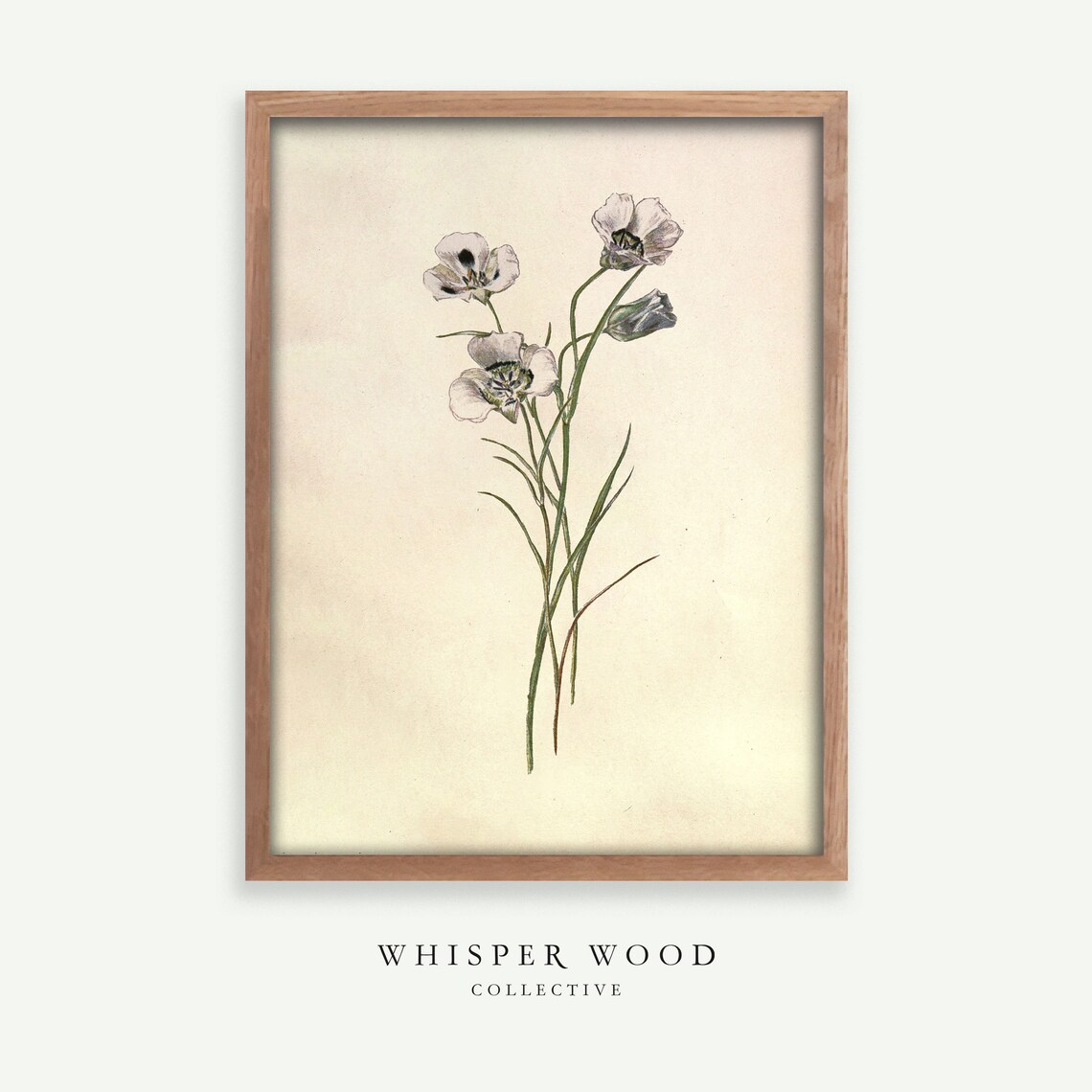 Sego Lily Botanical Drawing | 1906 Botanical Illustration | Mariposa ...