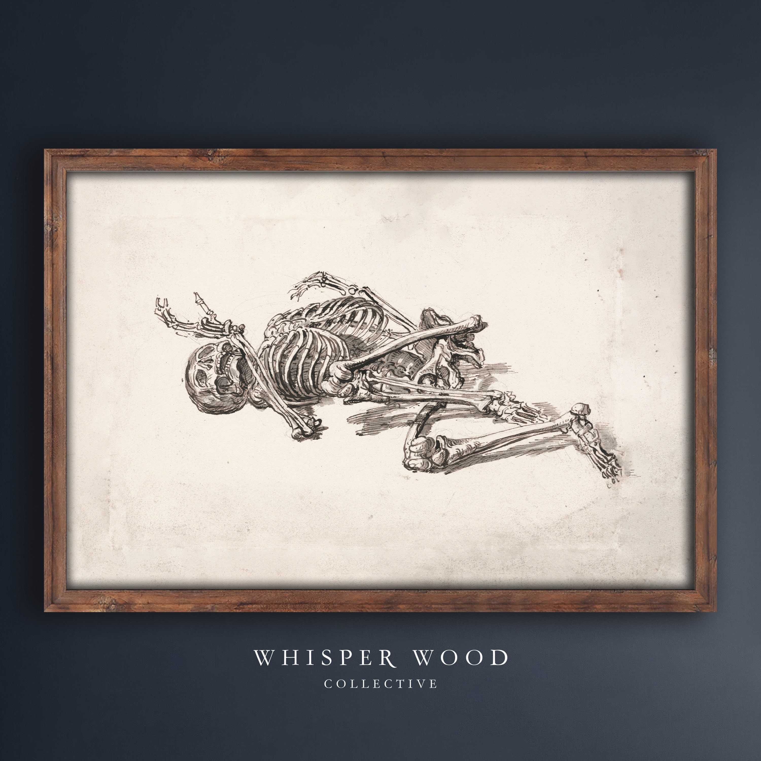 Skeleton Vintage Drawing | 1800s | Anatomical Naturalist Illustration ...