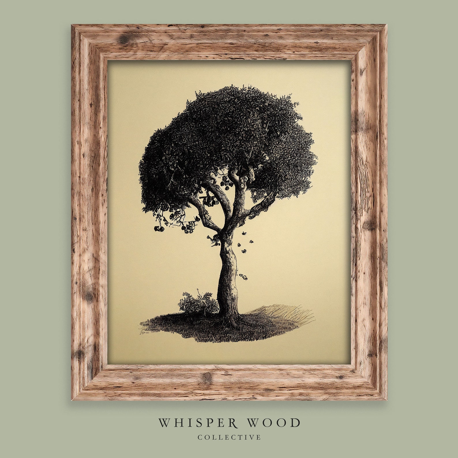 Tree Sketch | 1800s Style Botanical Drawing | Warm Rustic Country Decor ...