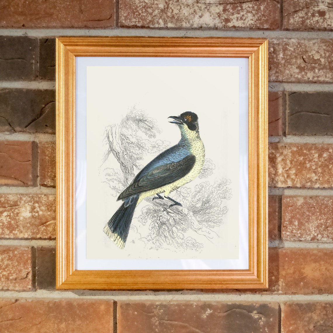 Naturalist Bird Drawing | 1840 Animal Drawing | Rustic Country Decor ...