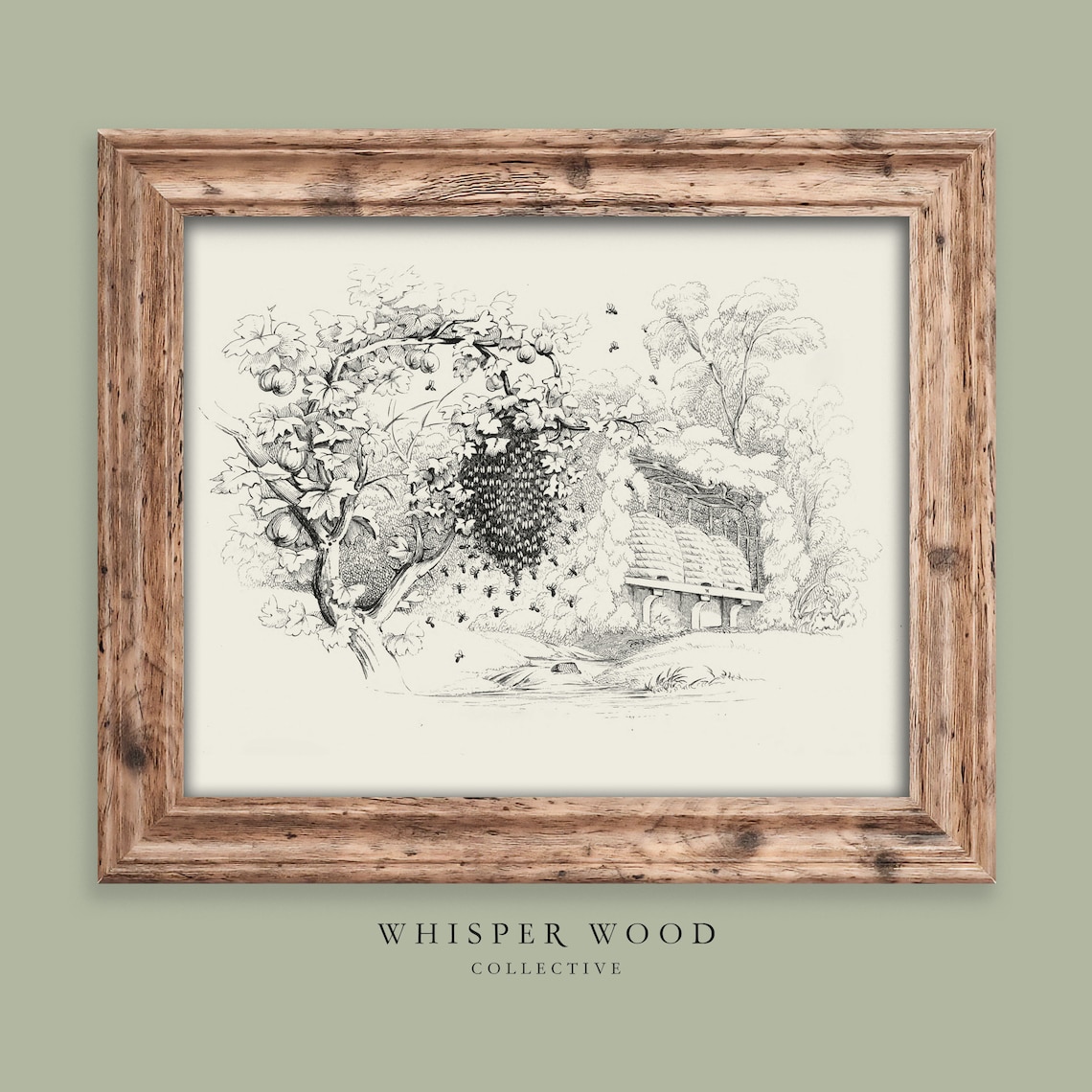 Bee Swarm Naturalist Drawing 1840 Animal Drawing Rustic - Etsy