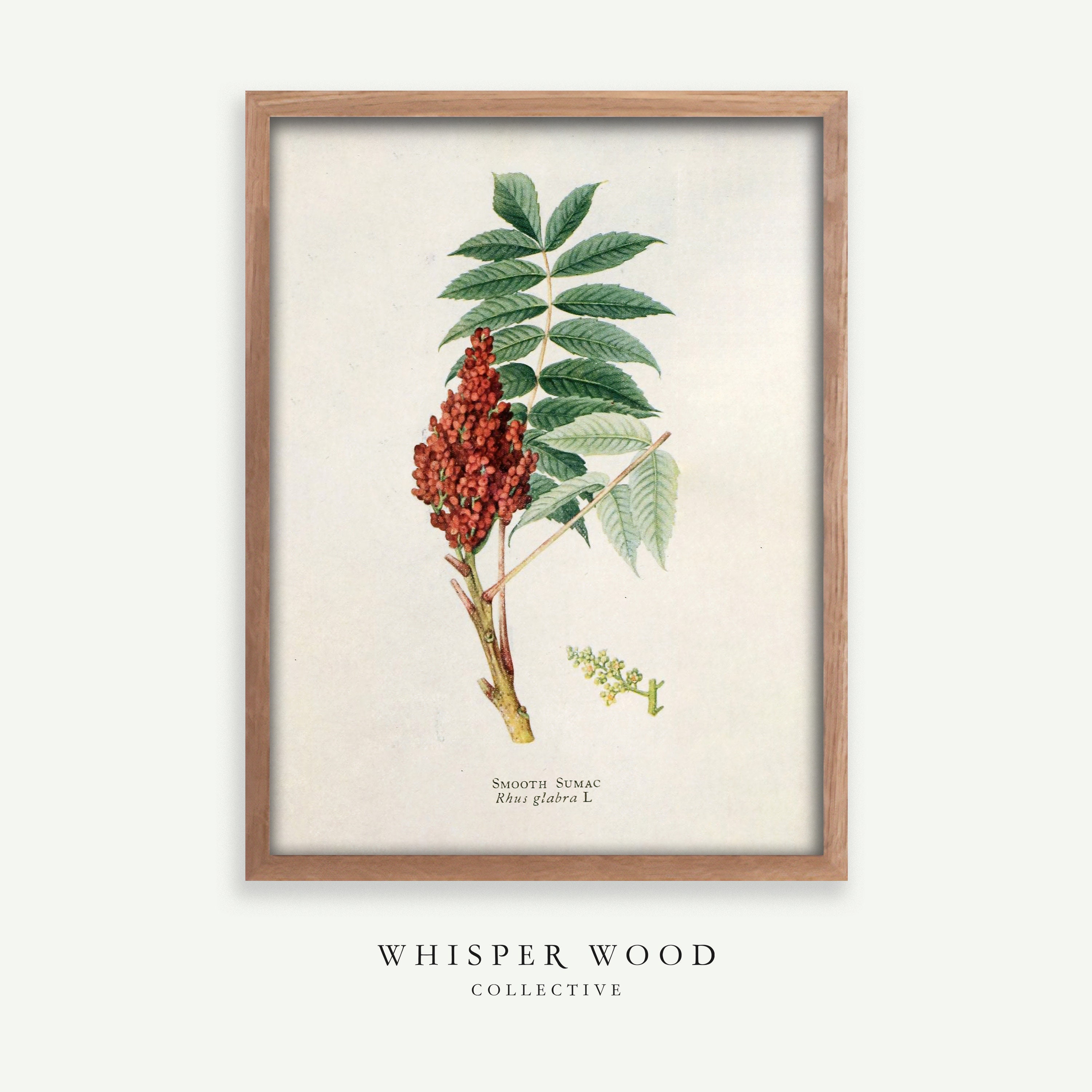 Smooth Sumac Antique Botanical Print | Vintage Berry Painting | Rustic ...