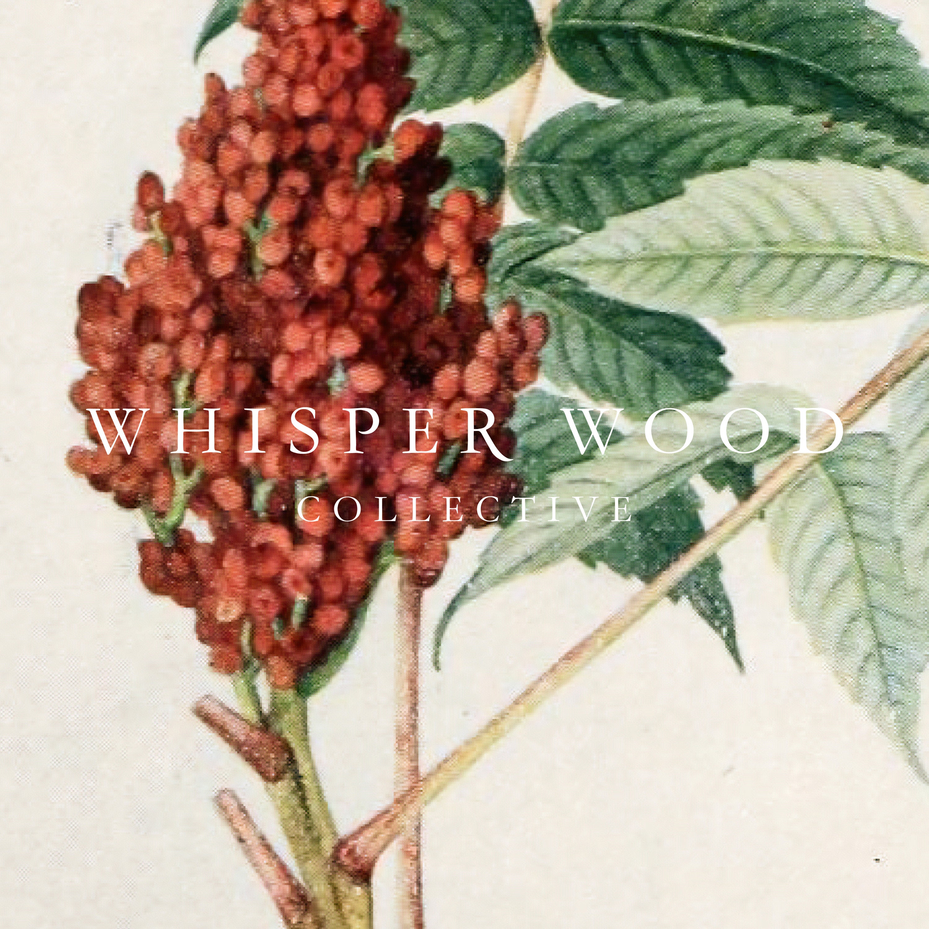 Smooth Sumac Antique Botanical Print | Vintage Berry Painting | Rustic ...