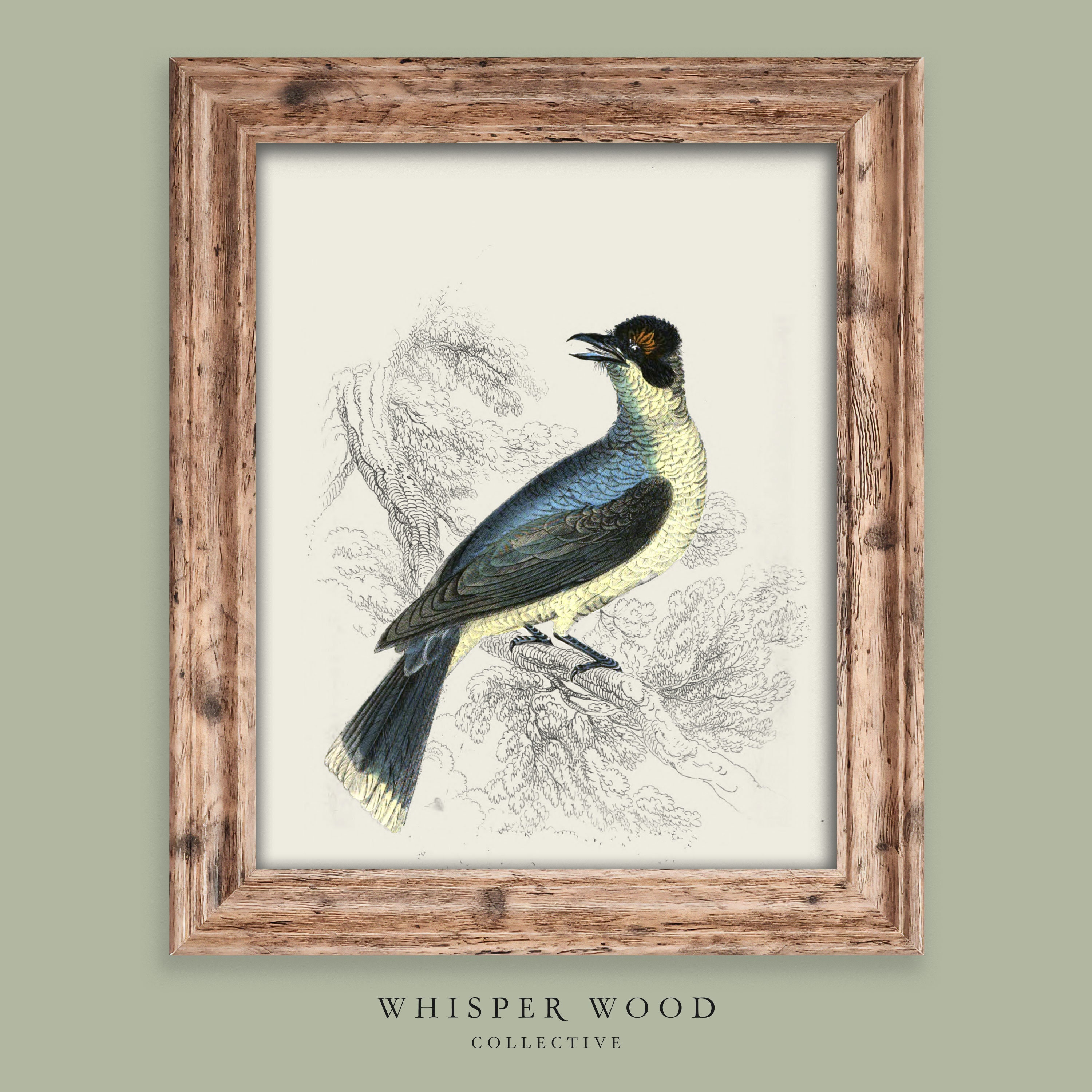 Naturalist Bird Drawing | 1840 Animal Drawing | Rustic Country Decor ...